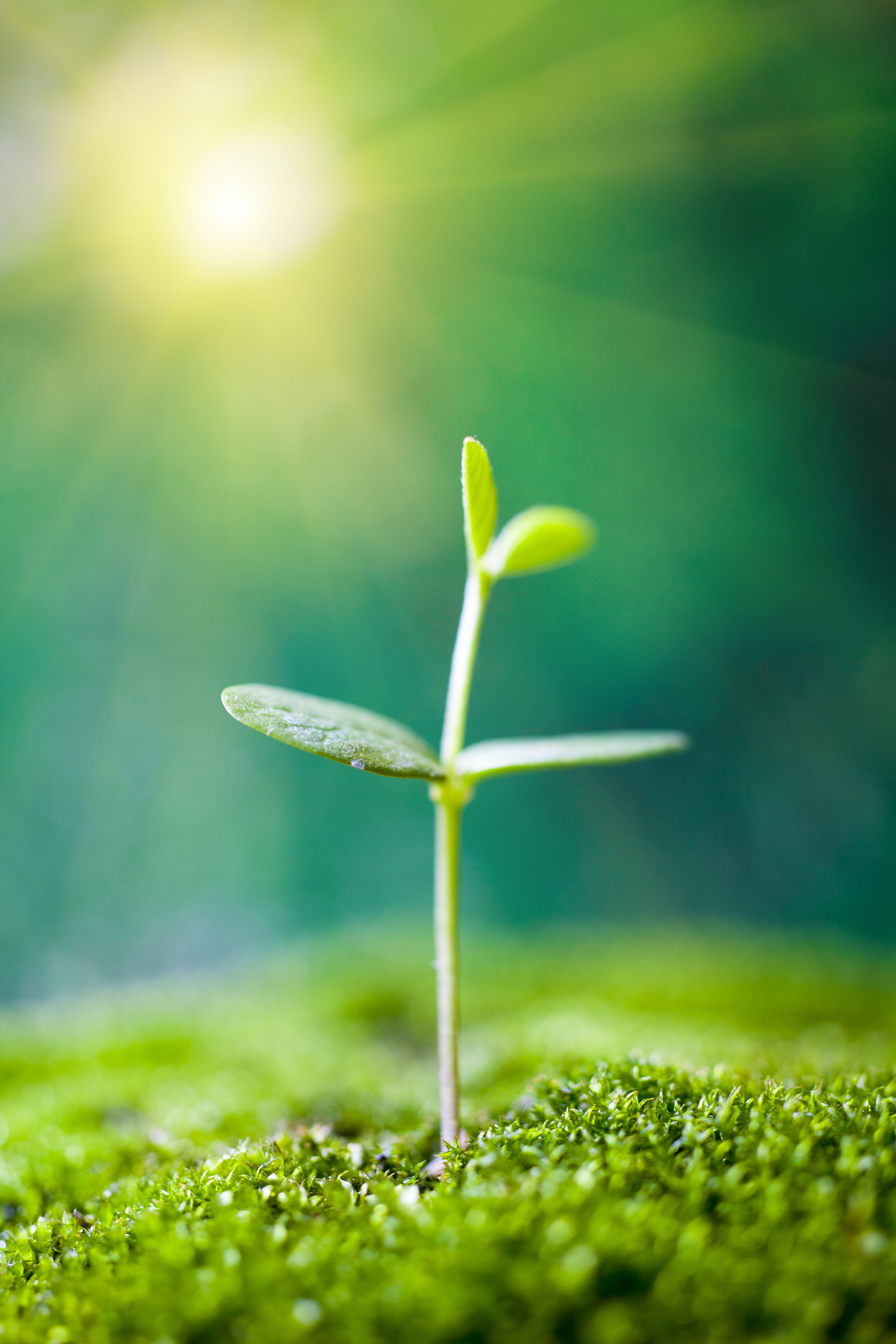 Ebern Designs Auld Sprout Growing by - Wrapped Canvas Photograph | Wayfair